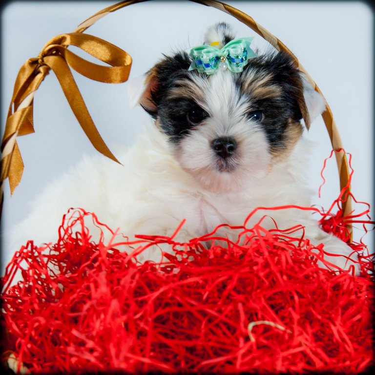 Evcil hayvan yetiştiricileri YorkParadise, Himki, foto