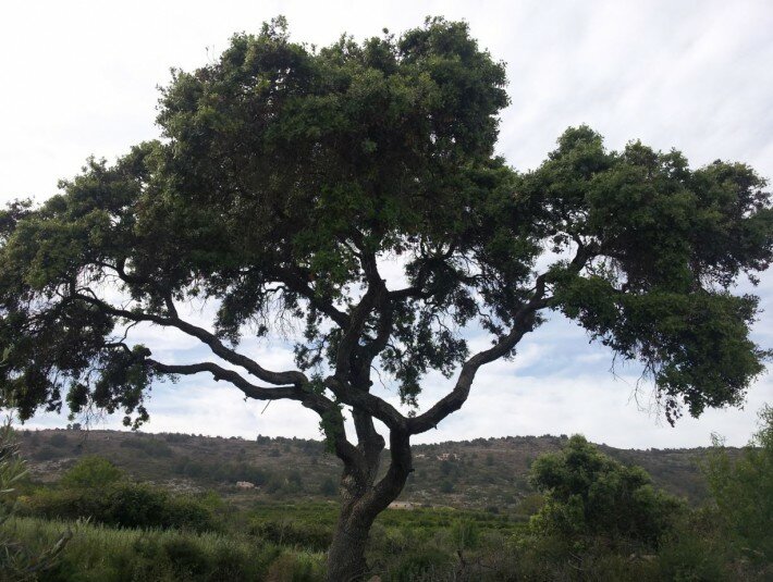 Arama çalışmaları Dendrotec, , foto