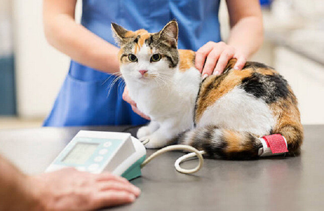Veteriner klinikleri Ambulatorio Veterinario Bernardini Dr. Enrico, Toskana, foto