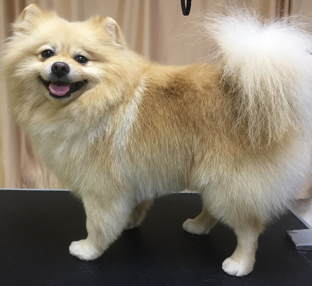 Evcil hayvan kuaförleri Частный грумер, Moskova, foto