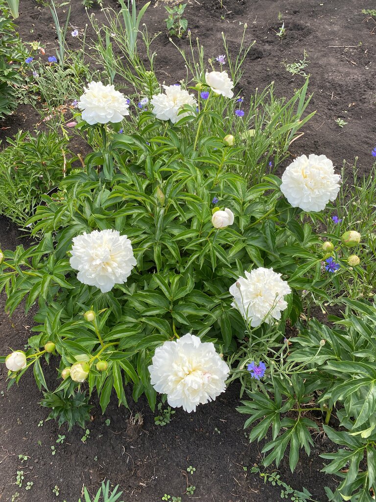 Bahçecilik dernekleri ve kuruluşları Non-profit garden Association New Osorgina, Başkurdistan, foto