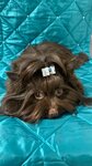 Colored yorkies from Konigshire (Novgorodskaya ulitsa No:5к1), evcil hayvan yetiştiricileri  Kaliningrad'dan