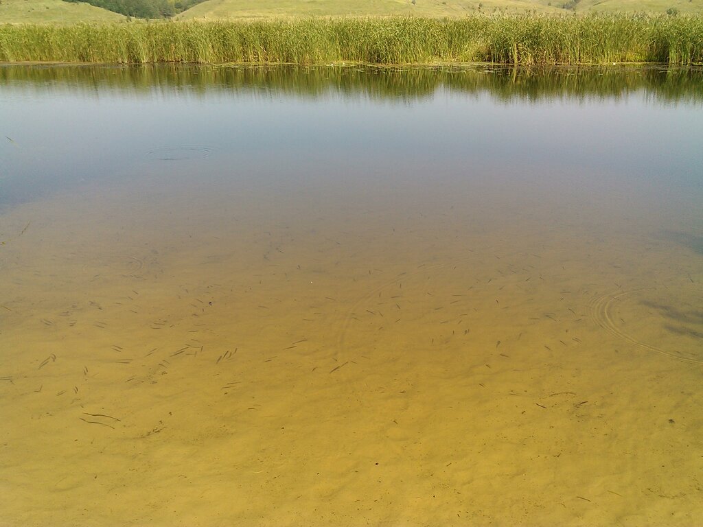 Orman Урочище Псельское, Belgorodskaya oblastı, foto