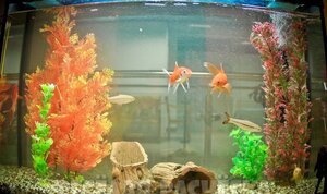 Kuaförler Detskaya studiya krasoty Vesyolaya raschyoska, Rostov‑na‑Donu, foto