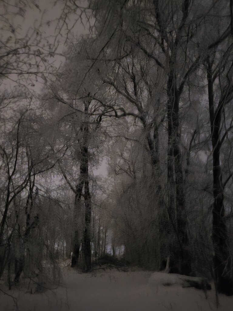 Doğa Липовая аллея усадьбы Касково, Saint‑Petersburg ve Leningradskaya oblastı, foto