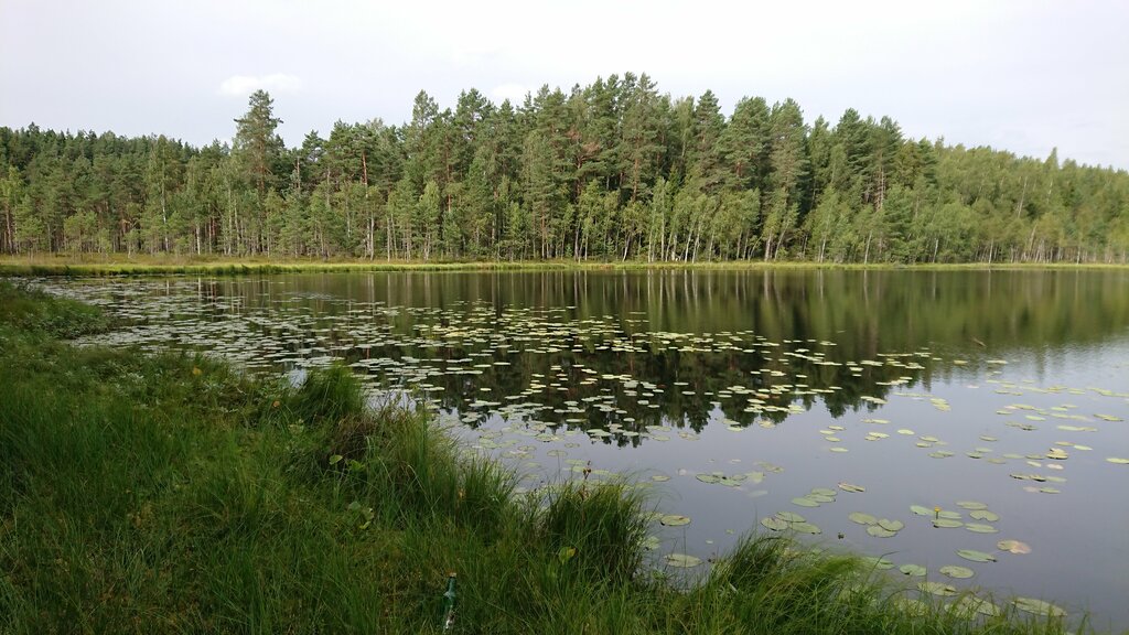 Turistik yerler Городище Коложе, Pskovskaya oblastı, foto
