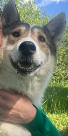 Petshop Сытый пес, Zelenograd, foto