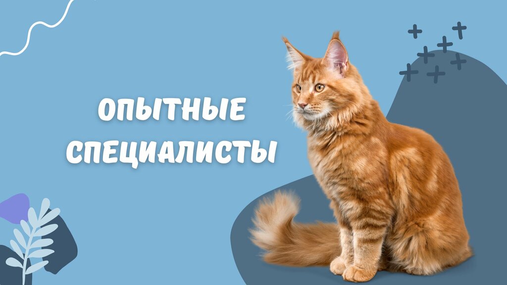 Veteriner klinikleri Белый и пушистый, Vladivostok, foto