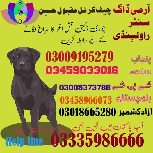 Uzman hizmetleri Army Dog Center Swat, Mingaora, foto