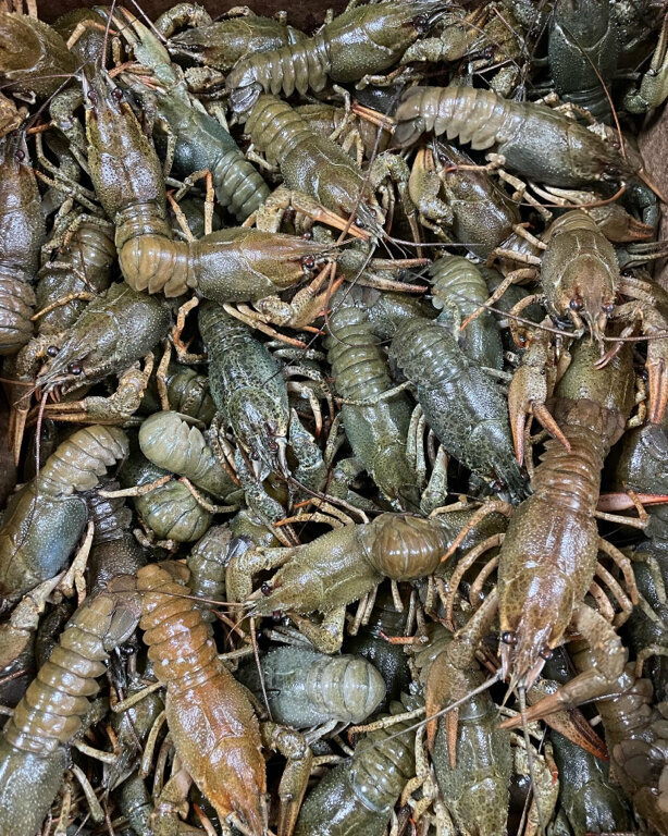 Balık ve deniz ürünleri Раки, Samara, foto