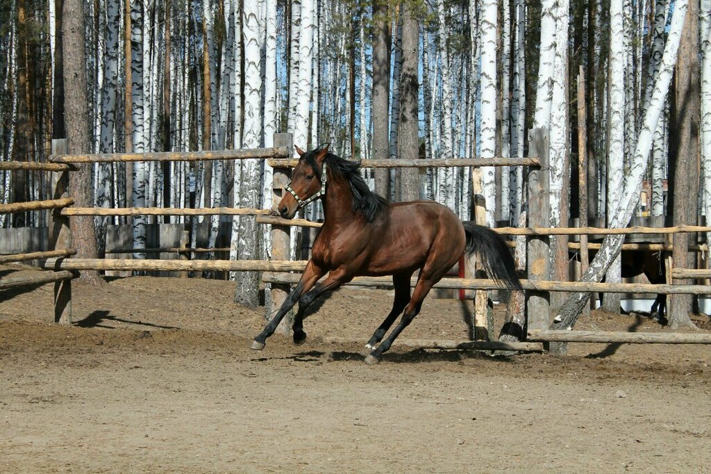 At ve binicilik kulüpleri Silver Hoof Equestrian Club, Sverdlovskaya oblastı, foto