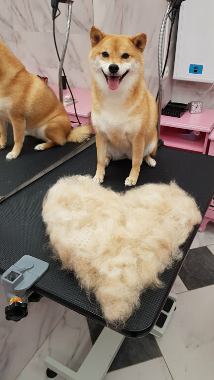 Evcil hayvan kuaförleri Barvikha Dog Studio, Moskova ve Moskovskaya oblastı, foto