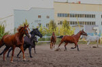 Лидер (Chasovaya ulitsa No:6/1), at ve binicilik kulüpleri  Novosibirsk'ten