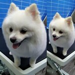 Loyal Pets Grooming (62B, 31D Street, Mirdif, Mushraif, Dubai), petshop  Dubai'den