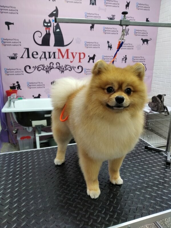 Evcil hayvan kuaförleri ЛедиМур, Çeliabinsk, foto