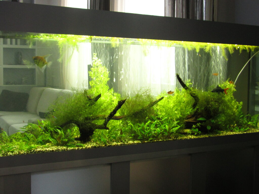 Akvaryumlar Studiy akvariunogo dizayna Nemo, Yekaterinburg, foto