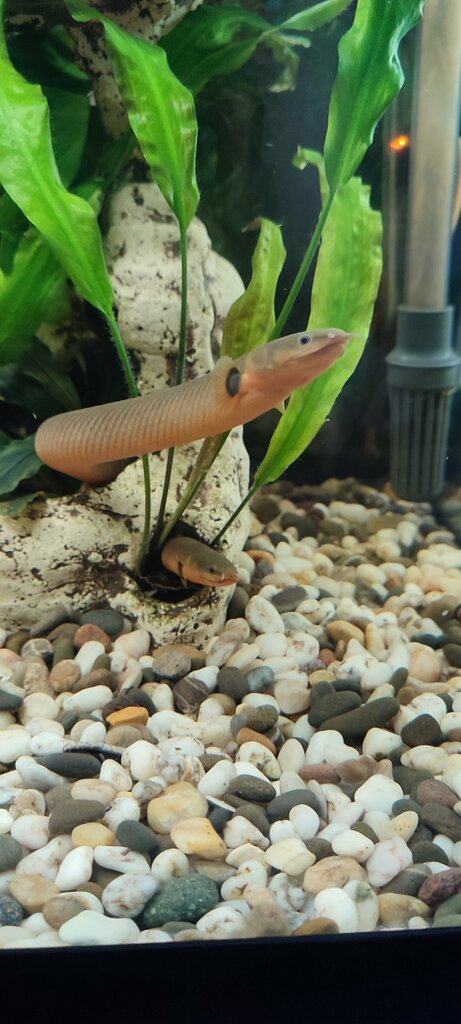 Evcil hayvanlar için ürünler Nautilus, Moskova, foto