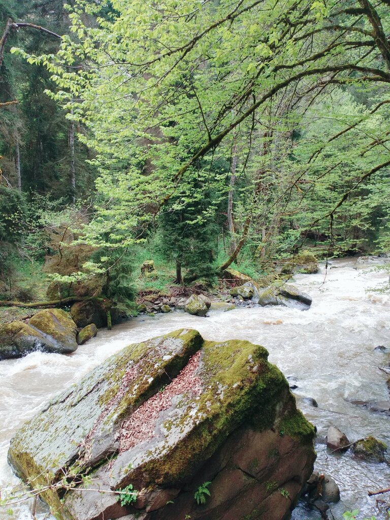 Kültür ve eğlence parkları Borjomi Kharagauli National Park ბორჯომ ხარაგაულის ეროვნული პარკი, , foto