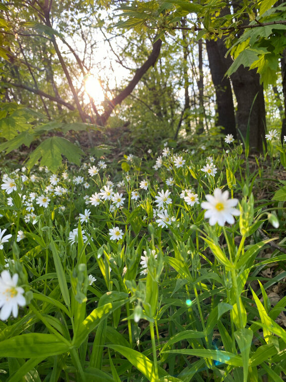 Orman урочище Водяное, Belgorodskaya oblastı, foto