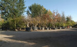 Vivaio Garden Park La Penna (Rome, Via Cassia Nuova), çiçek teslimatı  Lazio'dan