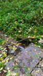 Spring, stream (Moscow Region, Sergiyevo-Posadskiy Urban District, territorialny otdel Lozovskoye), pınar, çay  Moskova ve Moskovskaya oblastından