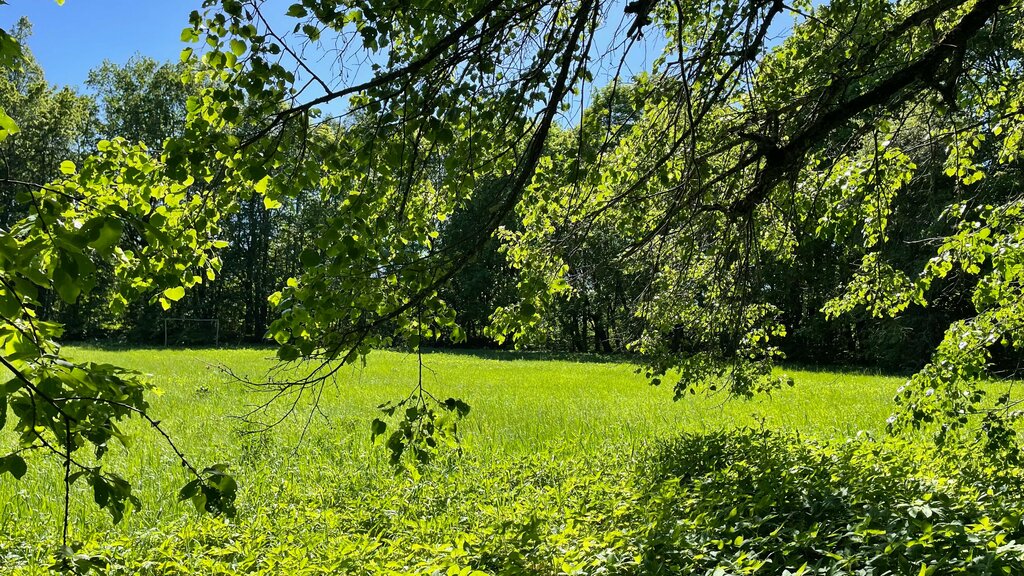 Kültür ve eğlence parkları парковый комплекс Голубов сад, Vitebskaya oblastı, foto