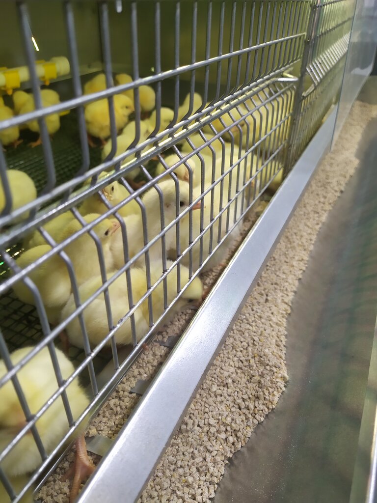 Yem ve yem katkı maddeleri Compound Feeds, Saratov, foto