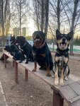 Dog park (Republic of Bashkortostan, gorodskoy okrug Ufa, Sovetskiy District, park kultury i otdykha imeni Ivana Yakutova), köpek gezdirme alanları  Ufa'dan