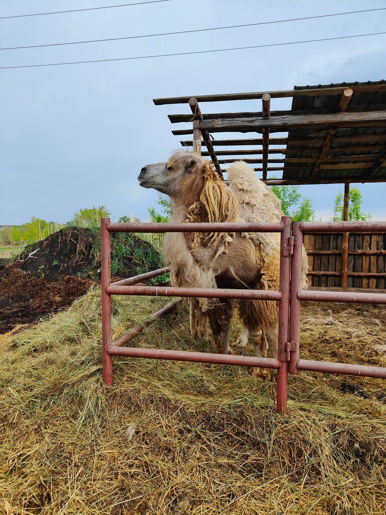 Hayvanat bahçeleri Mini-zoopark Noyev Kovcheg, İşim, foto