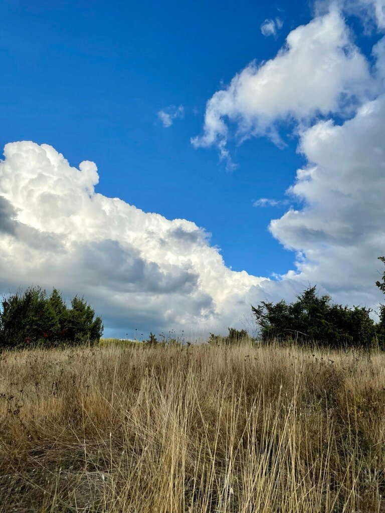 Piknik alanı Gazebo Juniper grove, Kırım Cumhuriyeti, foto