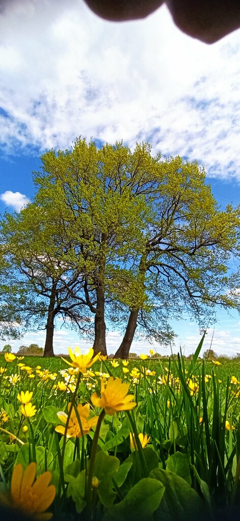 Plaj Пляж, Riazanskaya oblastı, foto