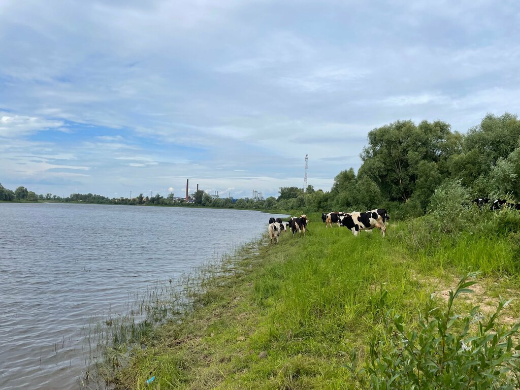 Plaj Пляж, Novgorodskaya oblastı, foto