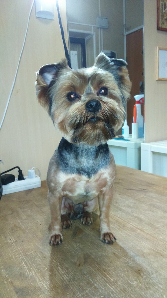 Evcil hayvan kuaförleri Kabinet gruminga KhvostUshki, Taganrog, foto