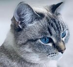 Veterinarny tsentr Na Gastello (ulitsa Gastello No:56), veteriner klinikleri  Tiumen'den