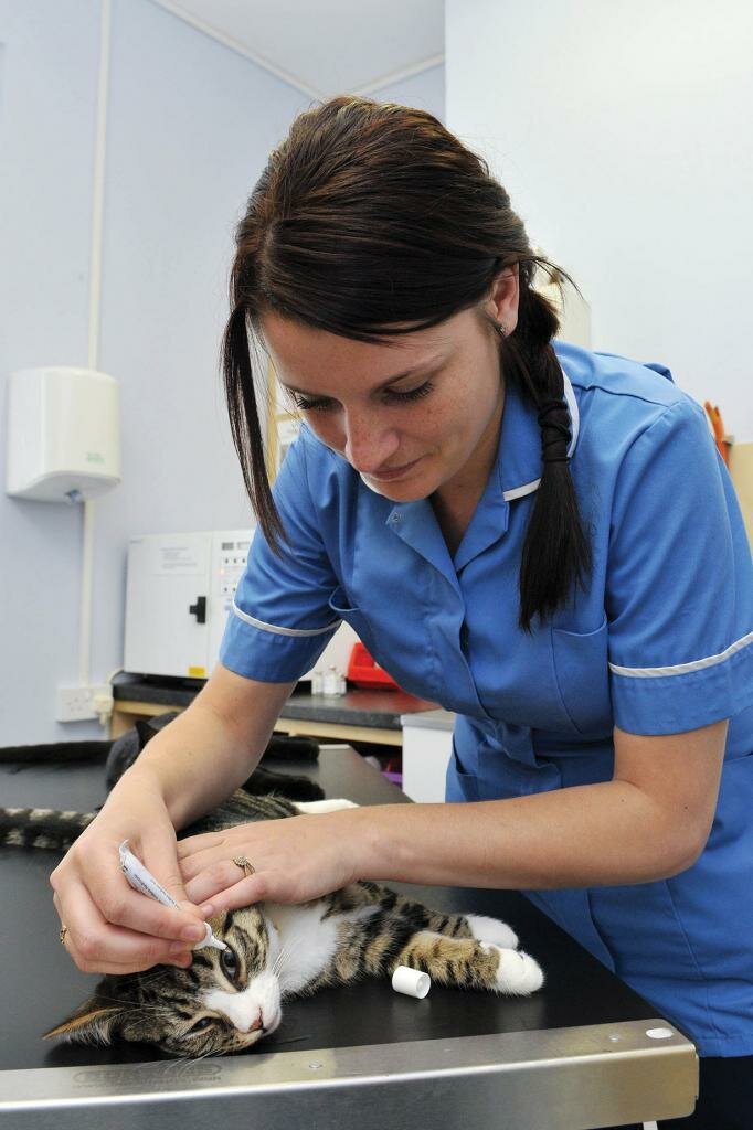 Veteriner klinikleri Univet, Yekaterinburg, foto