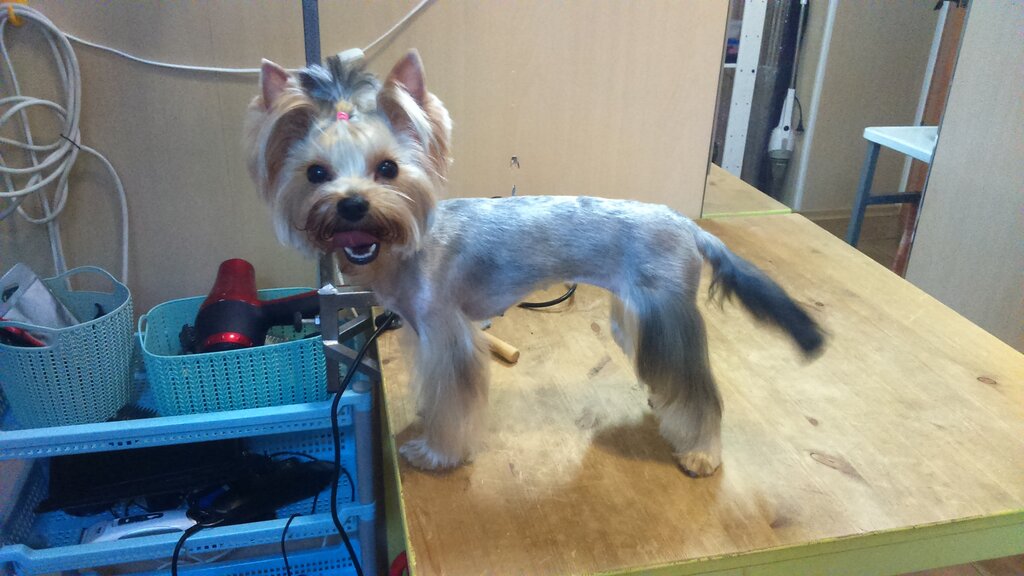 Evcil hayvan kuaförleri Kabinet gruminga KhvostUshki, Taganrog, foto