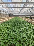Greenhouse uzb (Umid 1st Drive No:1), seracılık  Taşkent'ten