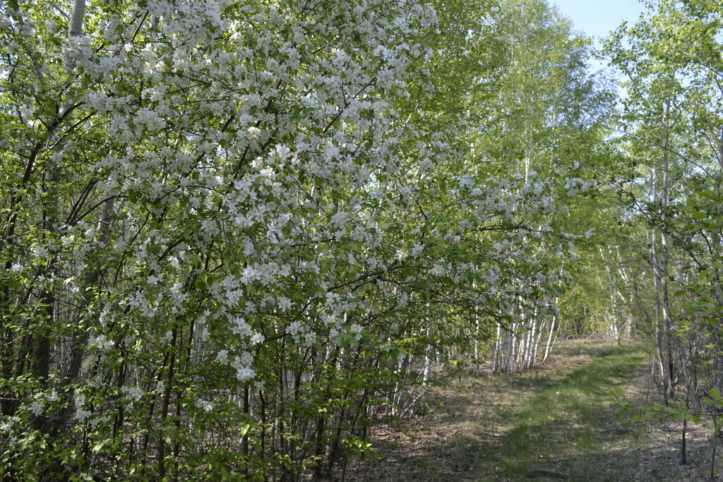Doğa Сады плодовых деревьев и кустариников, Kurganskaya oblastı, foto