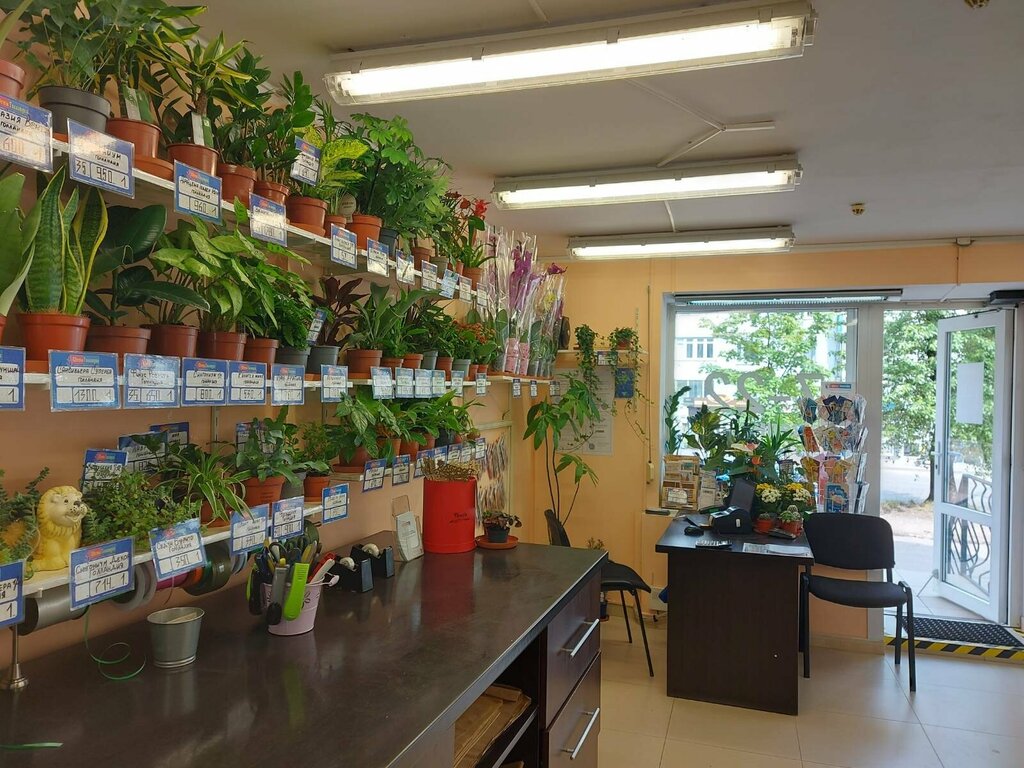 Çiçekçiler Cvety Gollandii, Kaliningrad, foto