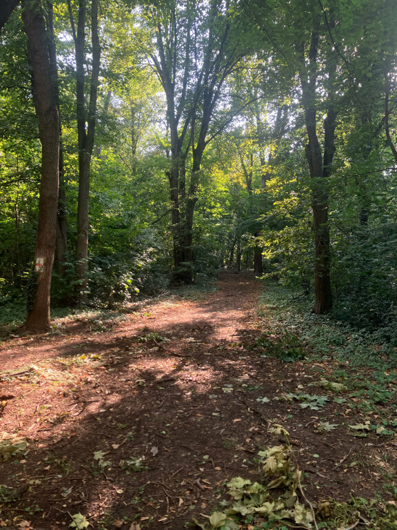 Orman Hyde Park, Belgrad, foto