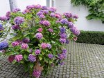 Gartenbau Soling (North Rhine-Westphalia, Mettmann, Ratingen, Gerhardstraße), peyzaj tasarımı  Ratingen'den