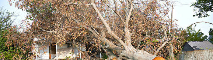 Bahçe ekipmanları ve teknolojileri Williams A-1 Expert Tree Service, Michigan Eyaleti, foto