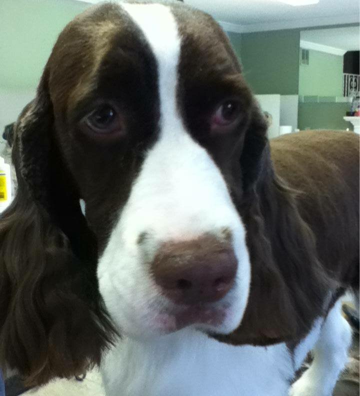 Evcil hayvan kuaförleri The Dog's Den Grooming, Massachusetts, foto