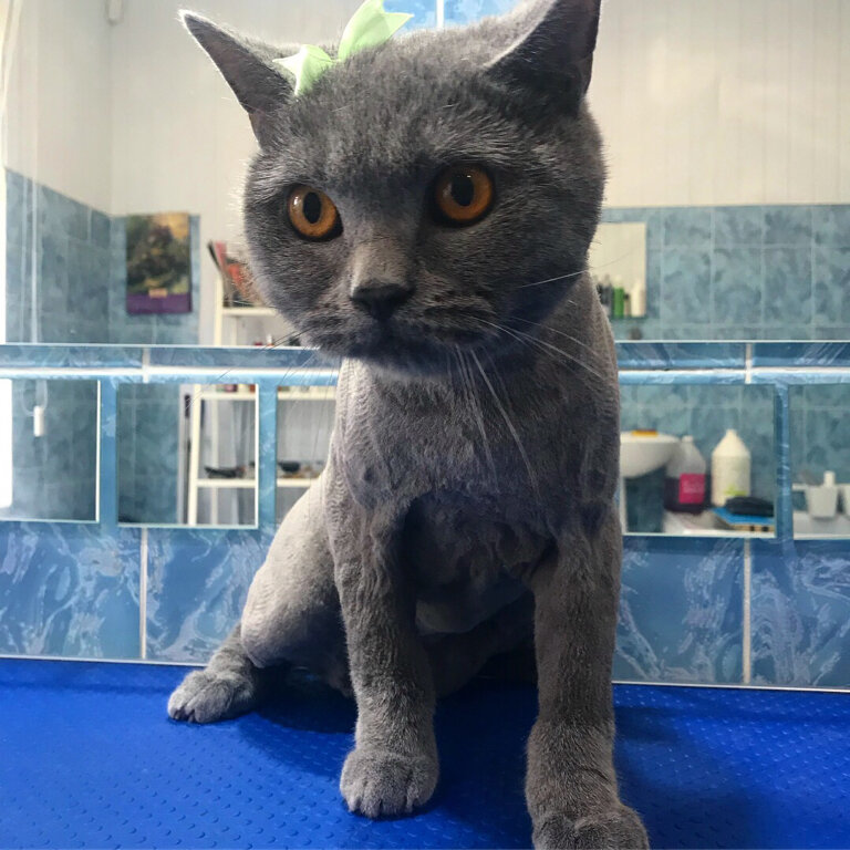 Evcil hayvan kuaförleri Zoosalon & grooming by Olga, Moskova, foto