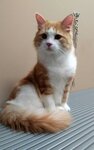 Gli Aristogatti (Piedmont, Cuneo), petshop  Cuneo'dan