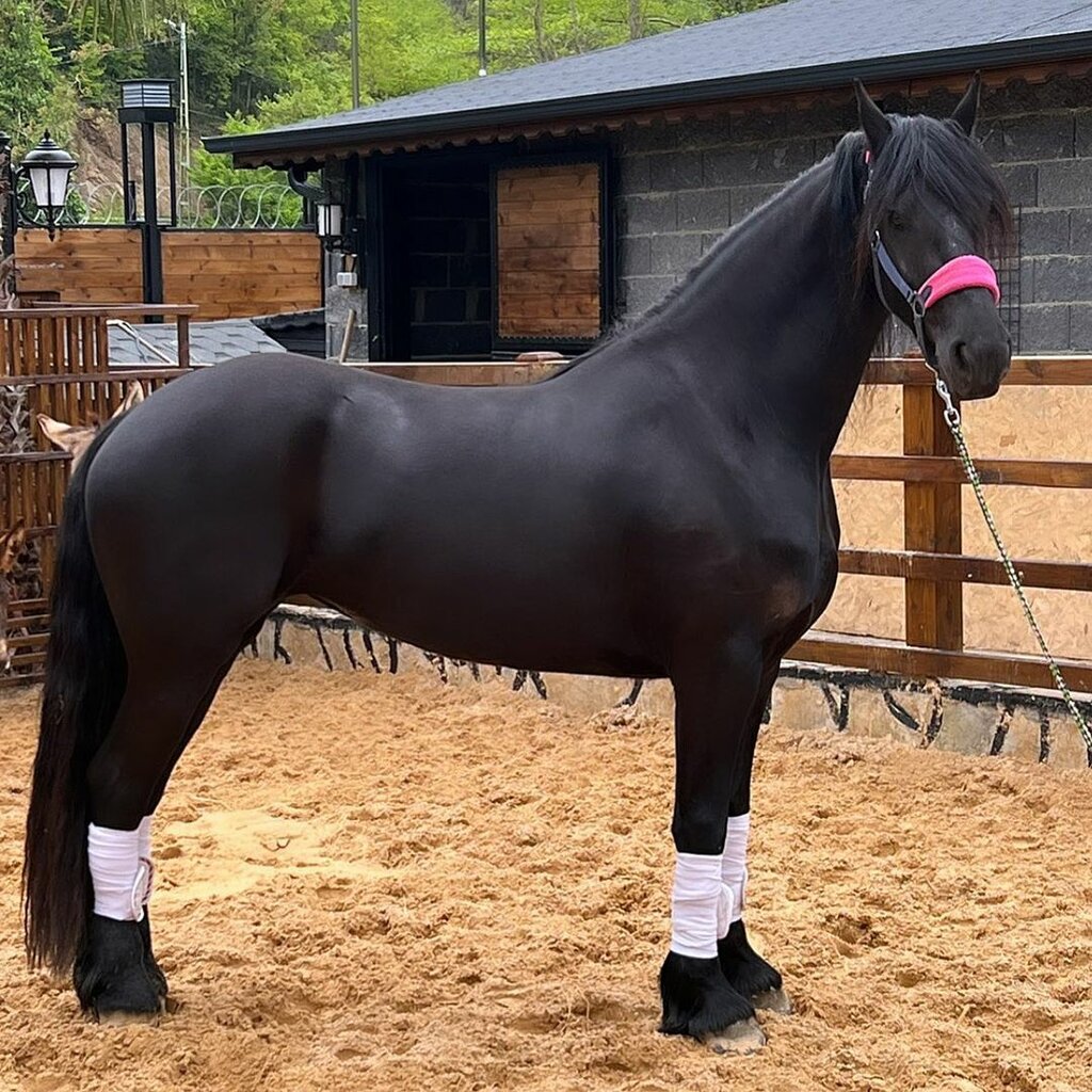 Spor kulüpleri King Çiftliği, Şile, foto