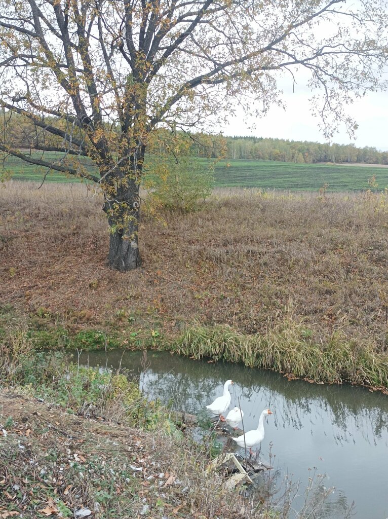 Pınar, çay Spring, stream, Ulyanovskaya oblastı, foto