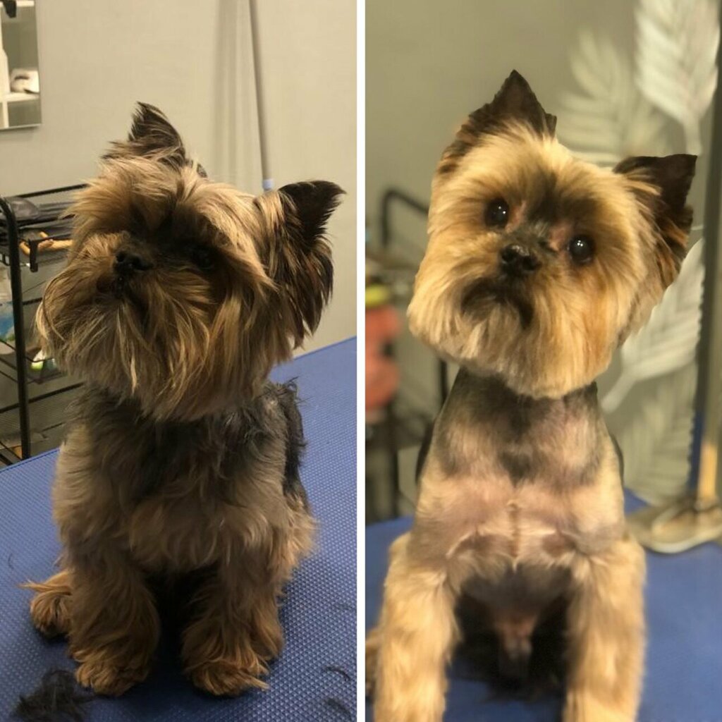 Evcil hayvan kuaförleri Стиляга, Jukovski, foto