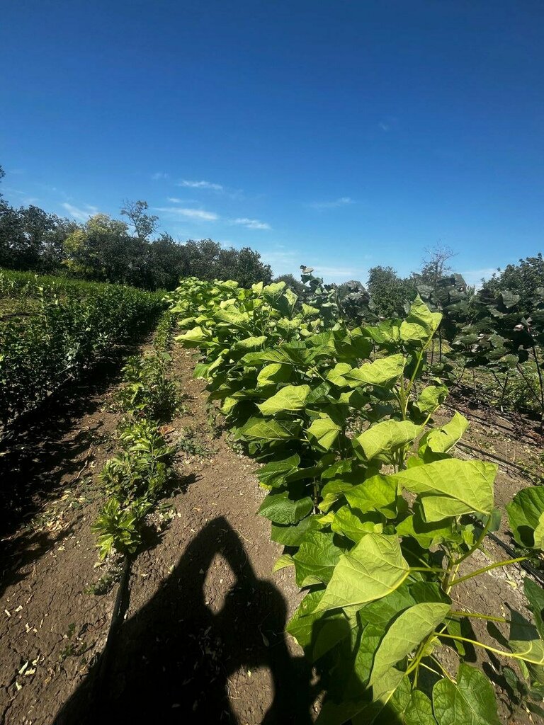 Sera ve bahçe ürünleri Harmony Green, Krasnodarski krayı, foto