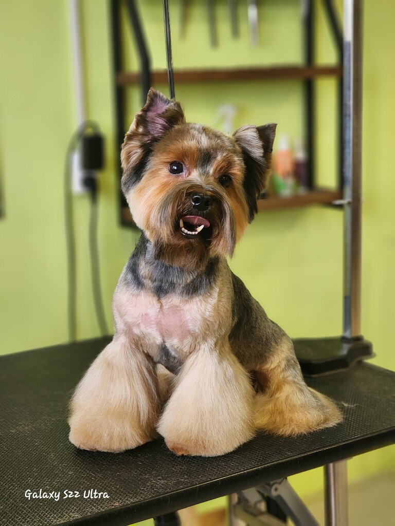 Evcil hayvan kuaförleri Грум Сервис, Çita, foto